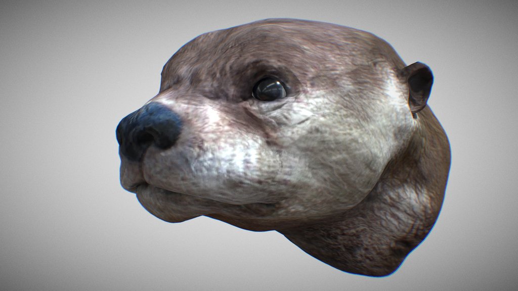 Otter - A 3D model collection by baxterbaxter - Sketchfab