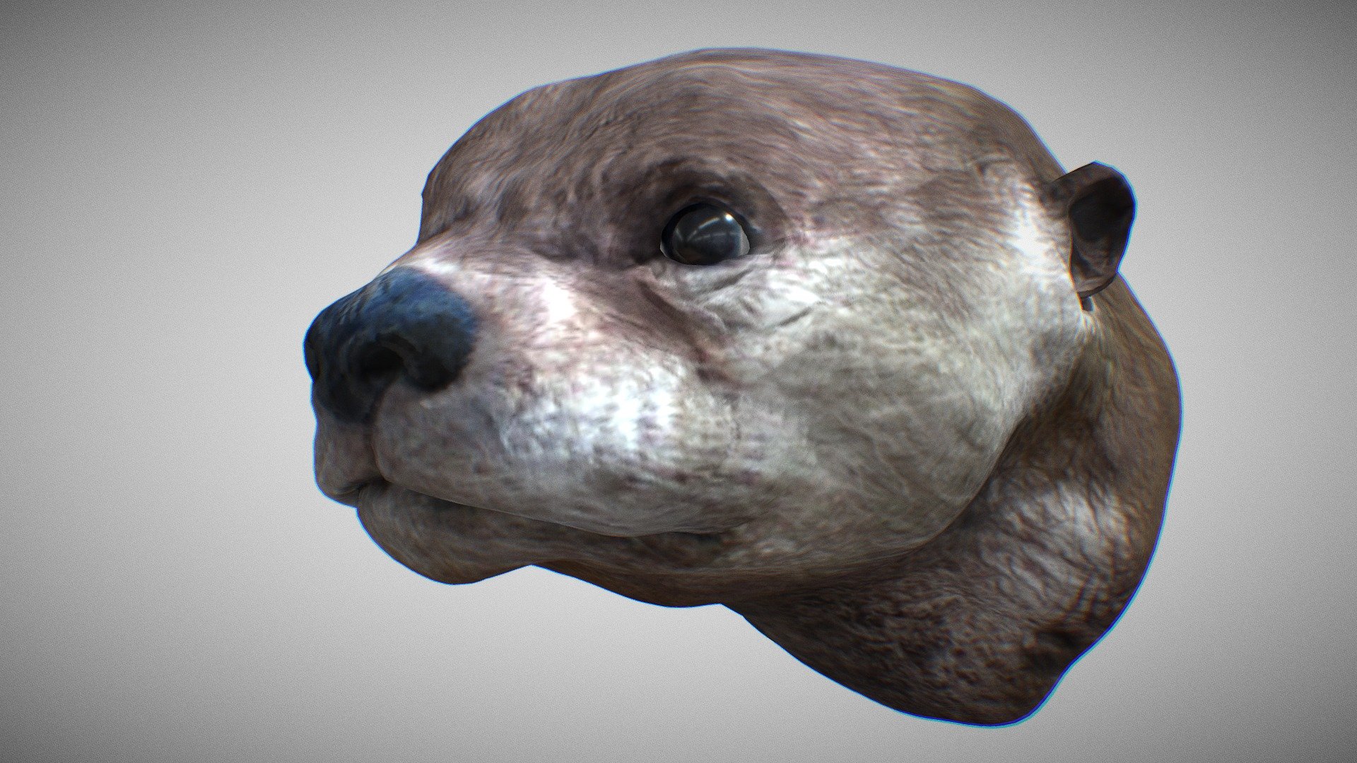 Otter - Buy Royalty Free 3D model by Tom Johnson (@Brigyon) [0d022ea ...