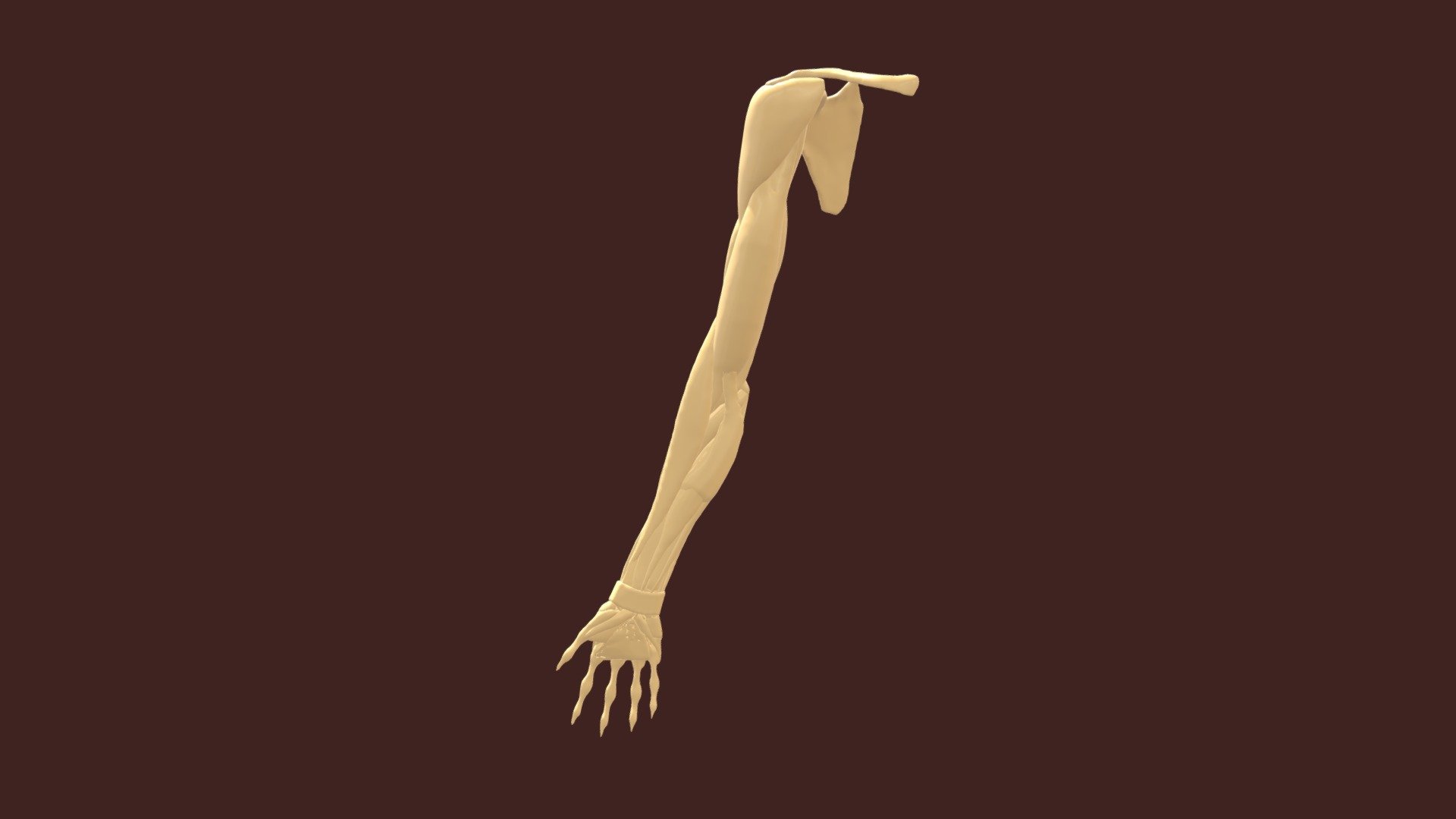 ARM - 3D model by dariazdesigner [0d0386a] - Sketchfab