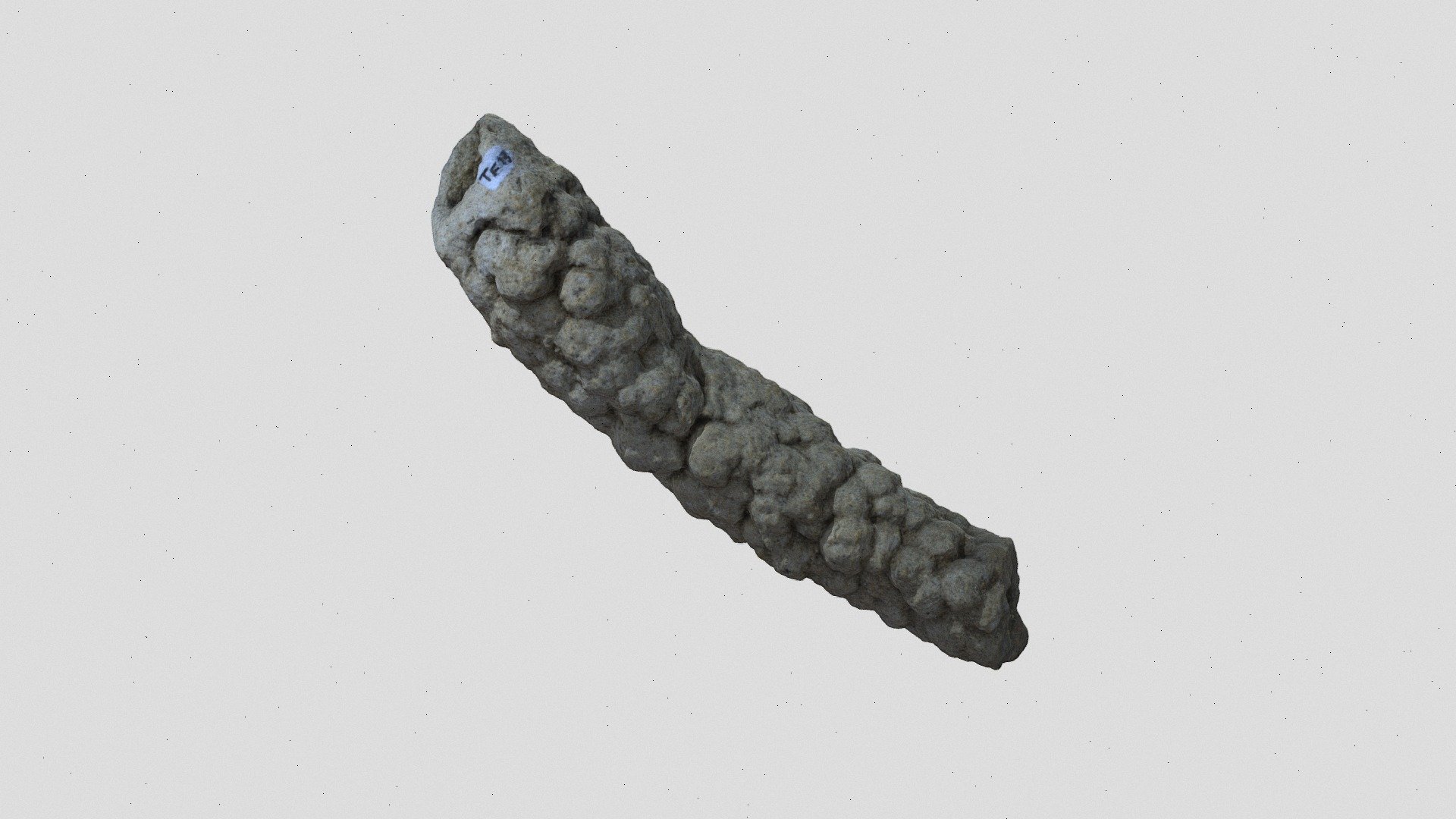 Ophiomorpha TF34 - Download Free 3D model by Atlante virtuale 3D ...