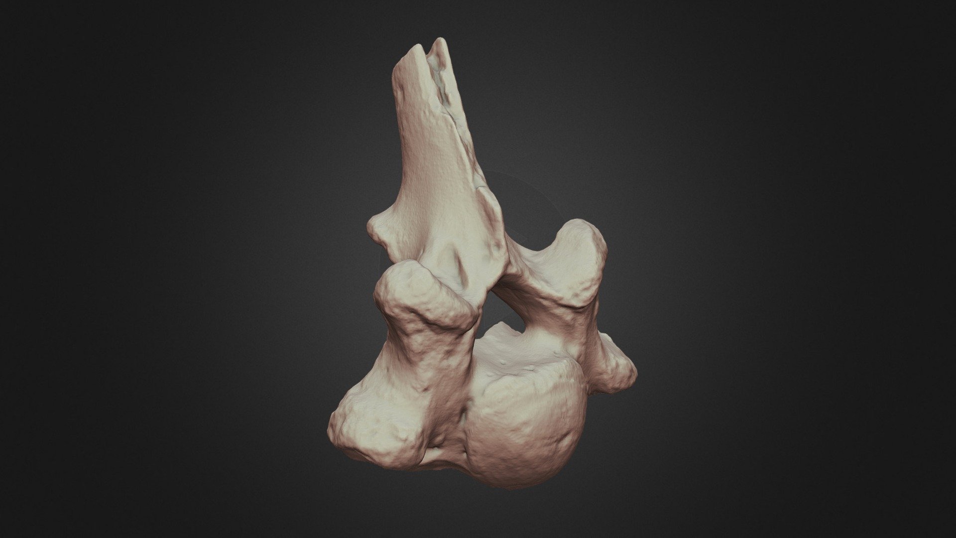 Woolly Rhino 1st Dorsal Vertebra - Buy Royalty Free 3D model by Olof ...