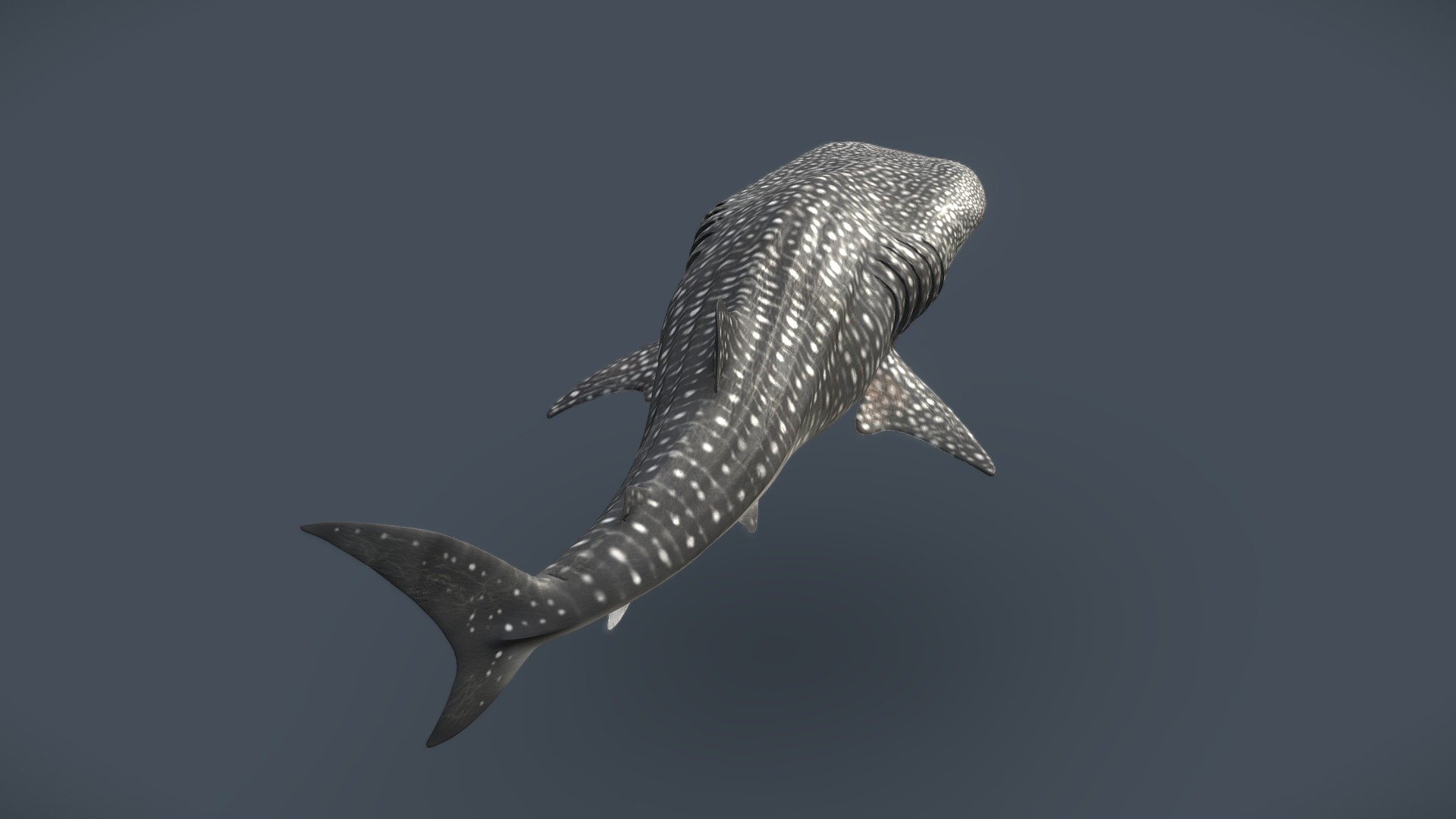 Whale Shark (Rhincodon typus) - 3D model by lanking [0d146c3] - Sketchfab