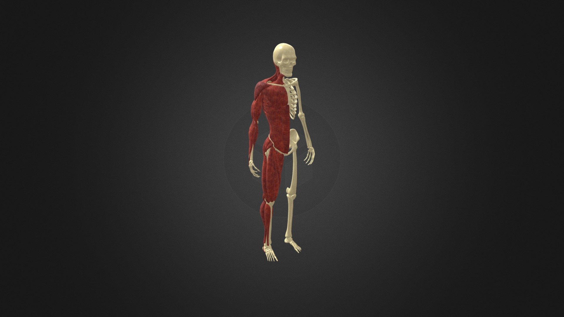Skeleton + Muscles - 3D model by ARmediaLab (@Daryl.Gungadoo) [0d184ac ...