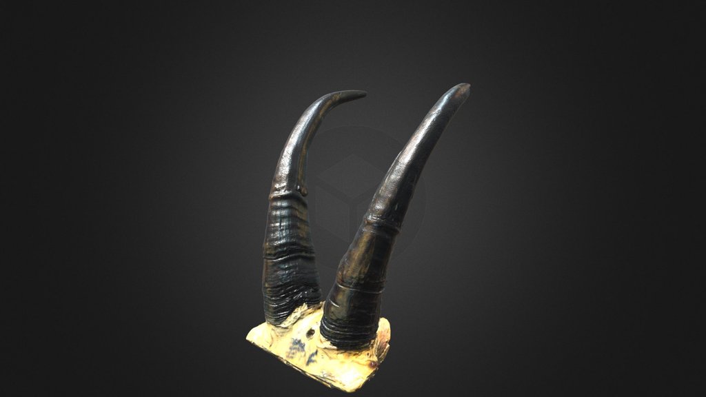 HORNS - A 3D model collection by mozgoshmigico - Sketchfab