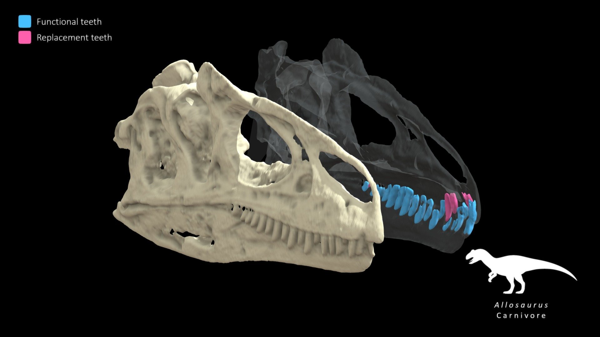 Allosaurus Dentition - 3D model by Blackburn Lab (@ufherps) [0d258d6 ...