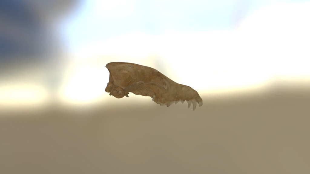 Coyote (Canis latrans, Canidae), skull - Download Free 3D model by ...
