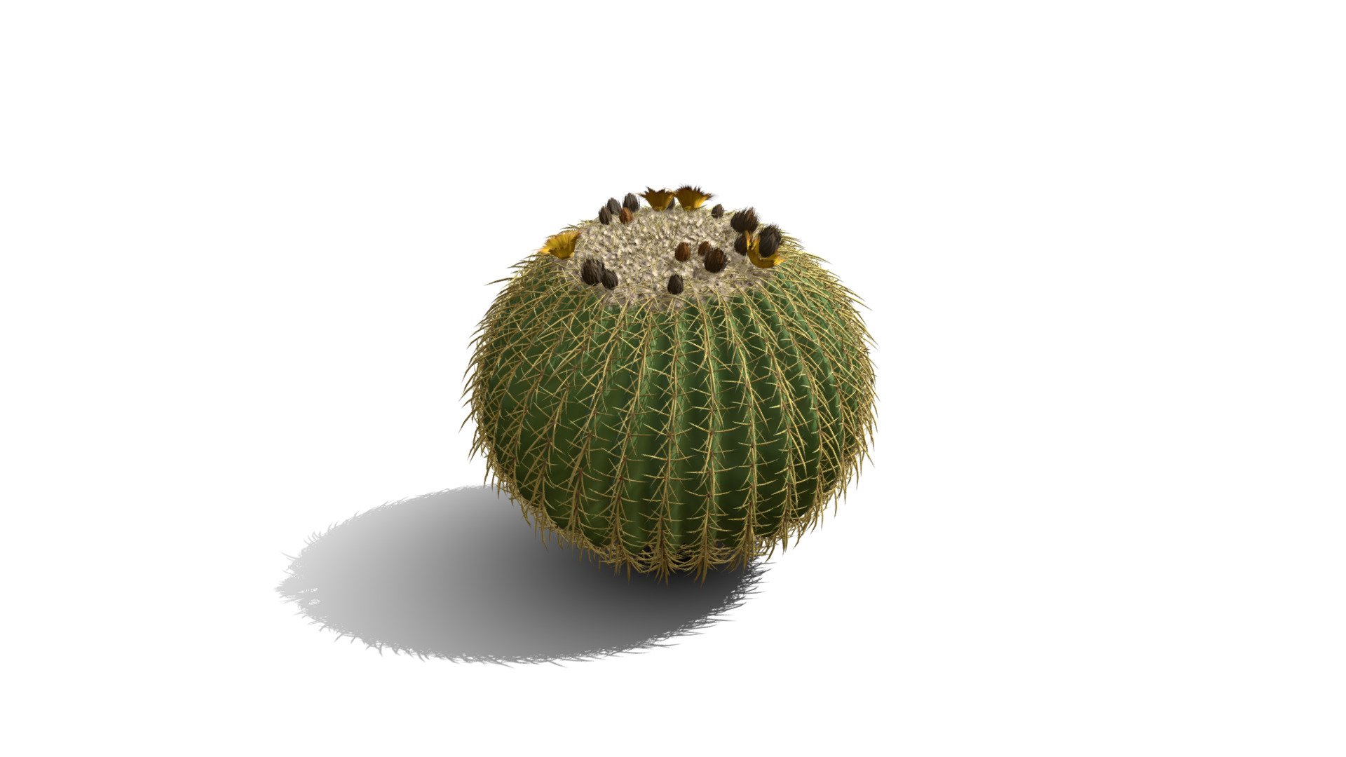 Realistic HD Golden barrel cactus (8/30) - Download Free 3D model by ...