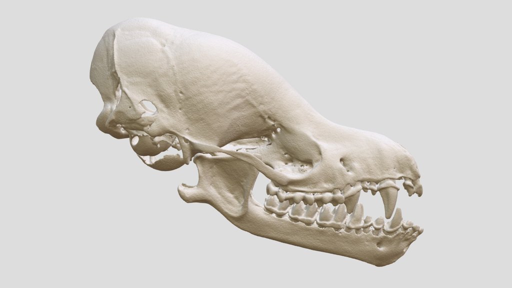 Chiroptera - Bat - Skulls - A 3D model collection by Biodiversity ...