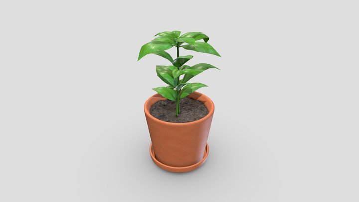 Pot-plant 3D models - Sketchfab