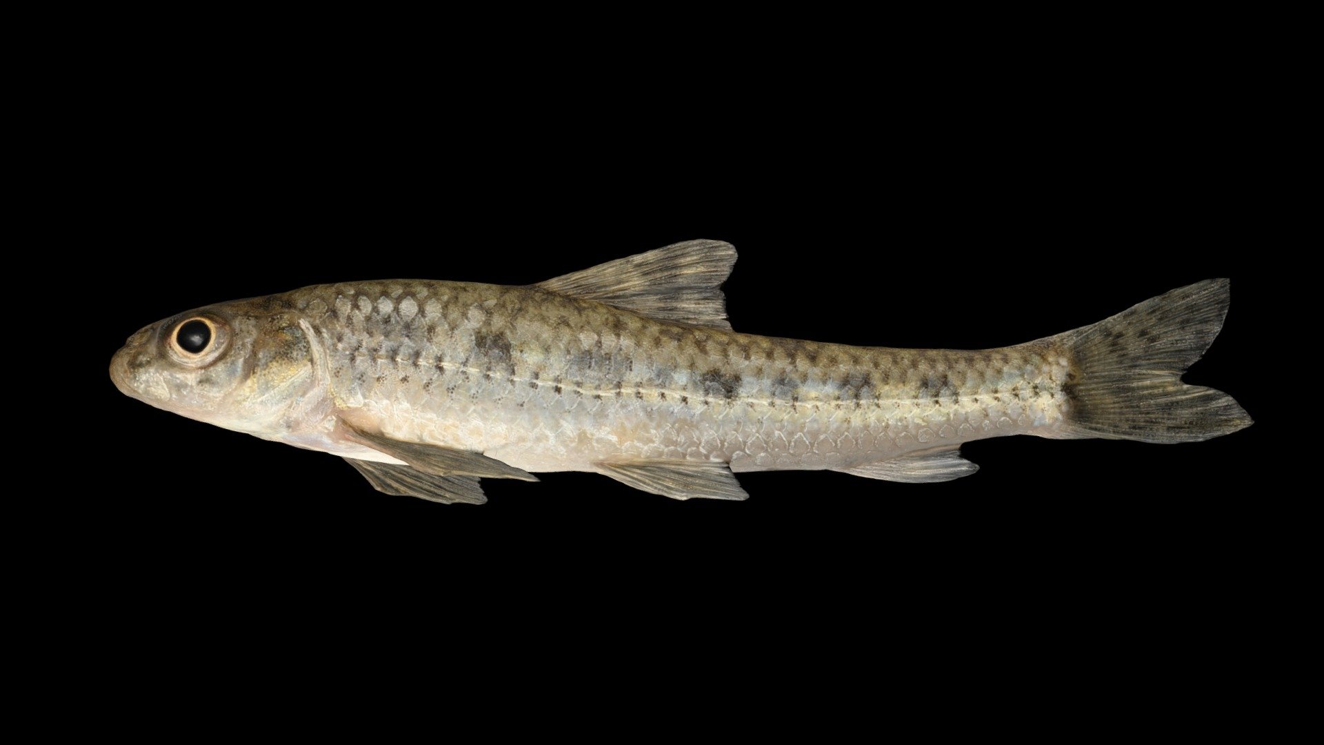 CC0 ゼゼラ 🐟 Biwa Gudgeon, Biwia zezera - Download Free 3D model by ffish ...