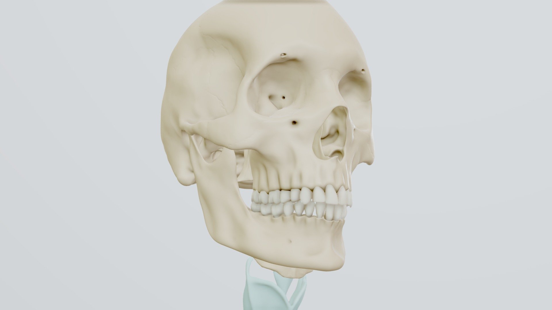 Anatomical: Bones and Cartilage - 3D model by AUmedart [0d44a1b ...