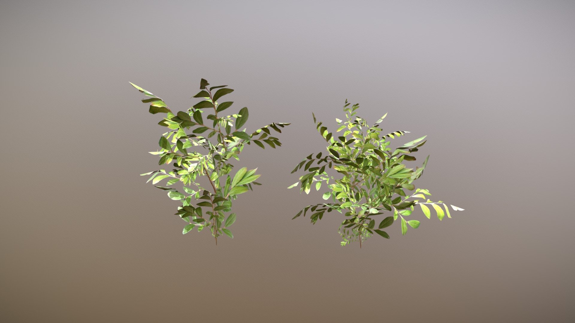 Blueberry Plants - 3D model by finja (@finfin42) [0d4786d] - Sketchfab