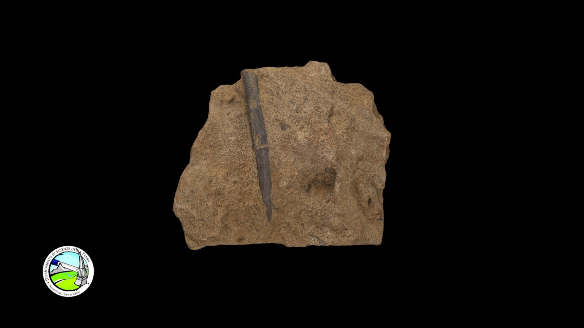 Belemnites sp. - 3D model by Dipartimento di Scienze della Terra ...