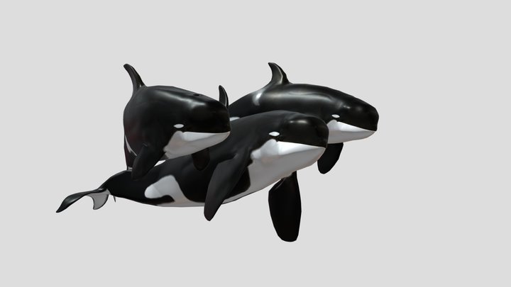 Orcas 3D models - Sketchfab