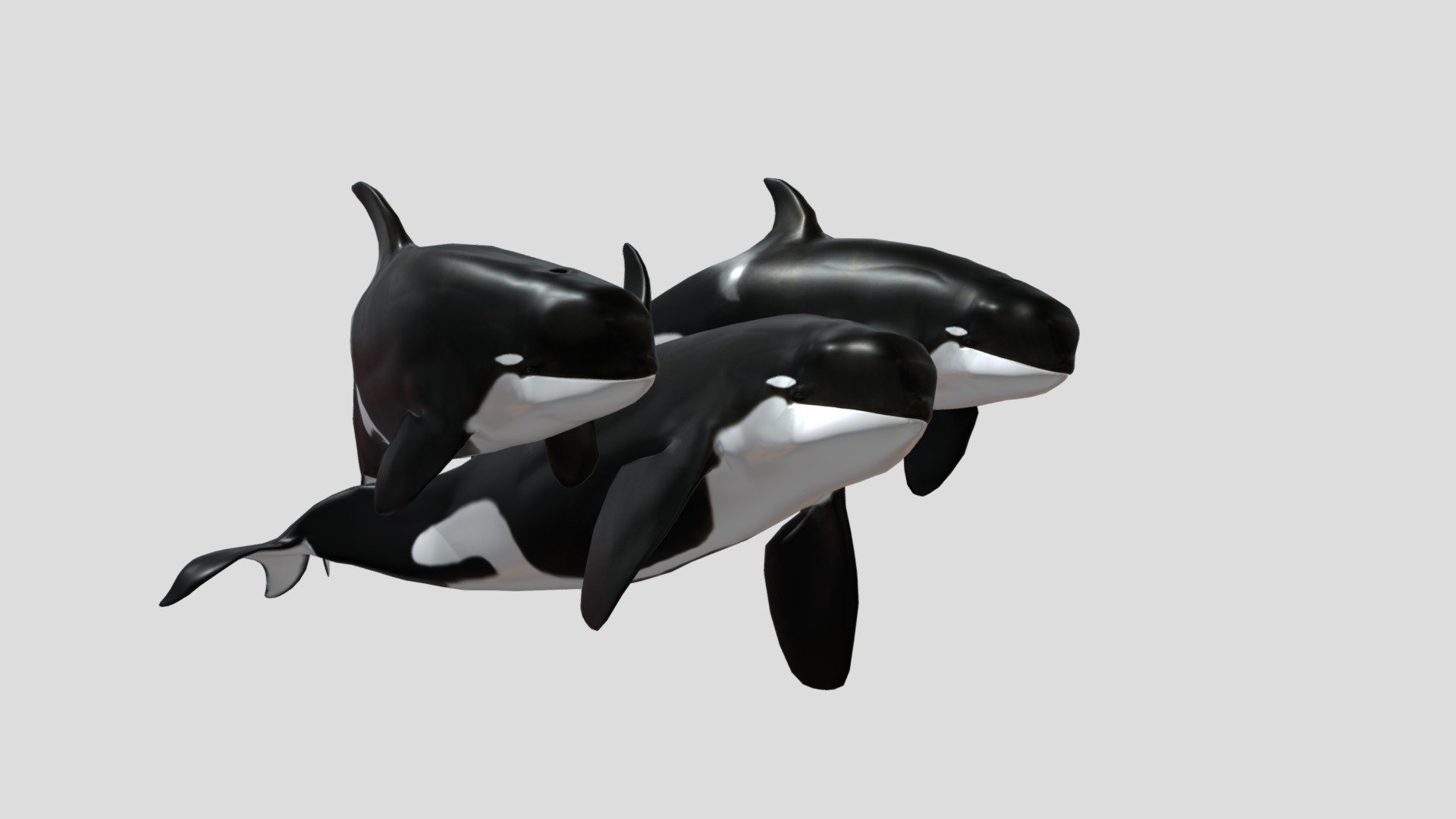 Type d orca model - 3D model by Major (@majorgalah) [0d4d286] - Sketchfab