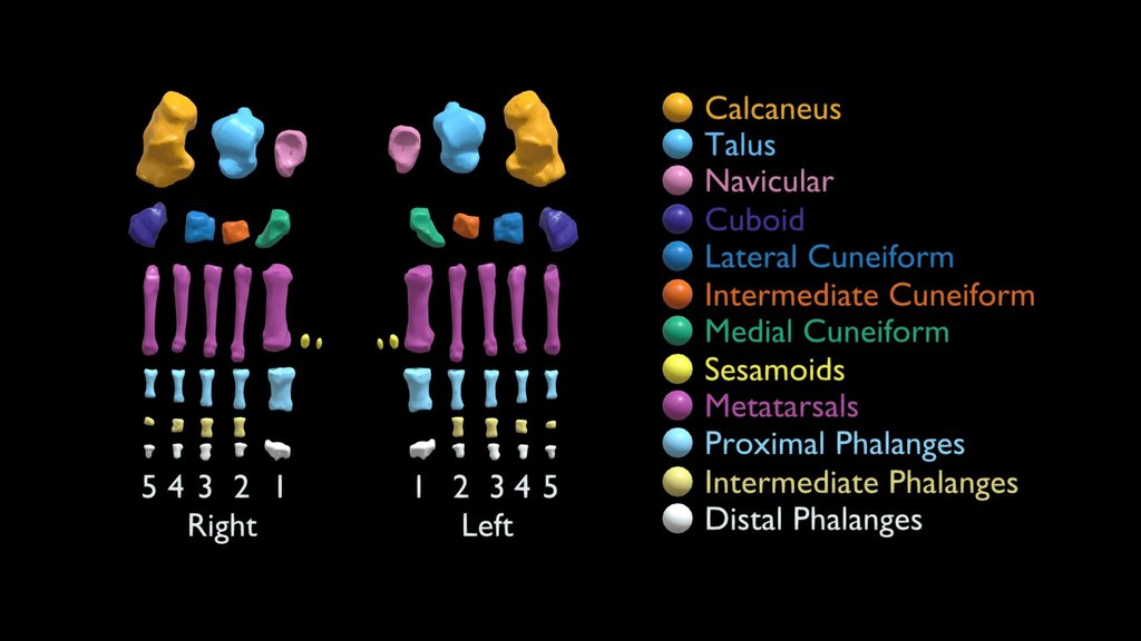 Human Osteology Siding - A 3D model collection by Terrie ...