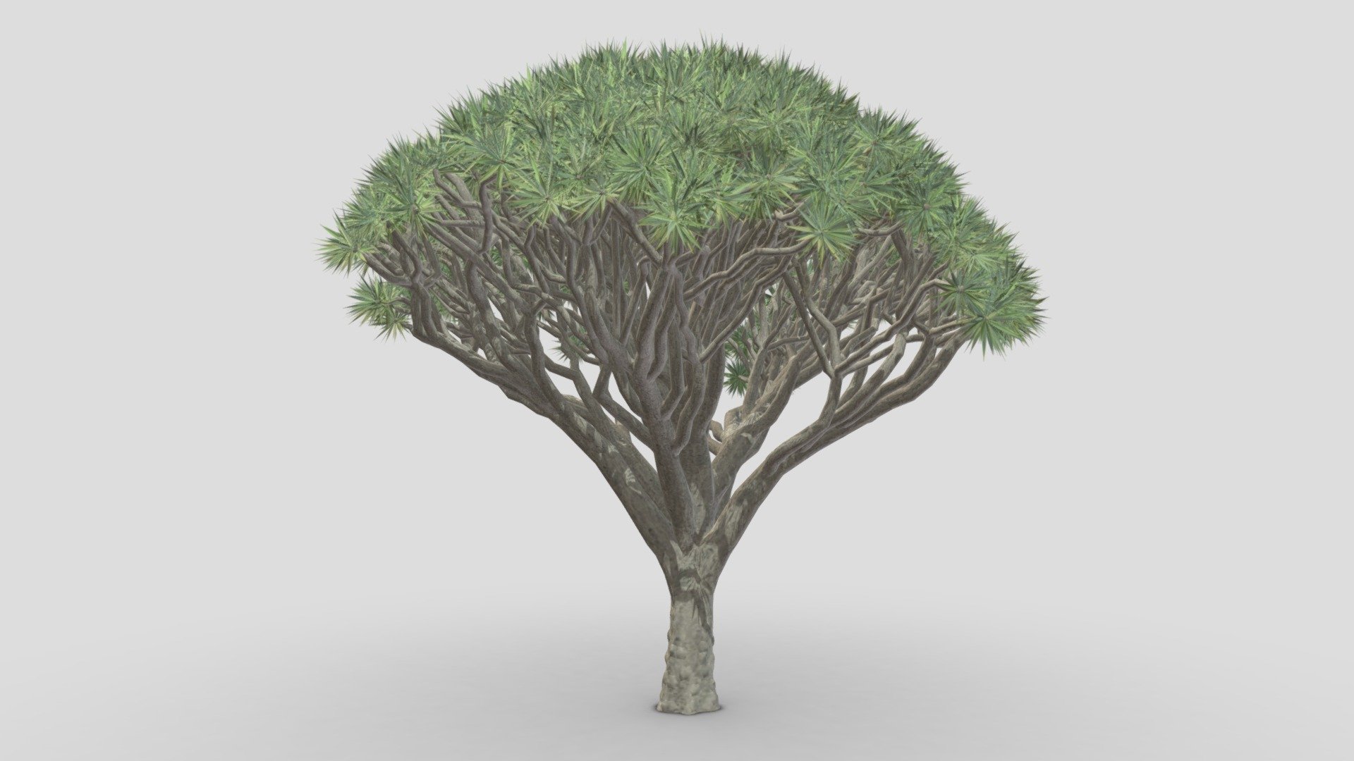 Dracaena Hero- 02 - Download Free 3D model by ASMA3D [0d4fede] - Sketchfab