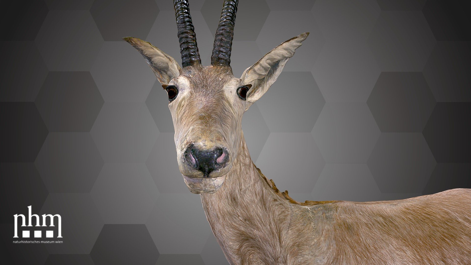 Blue Antelope (NHMW-ZOO-MAMM-ST715) - Download Free 3D model by Natural ...