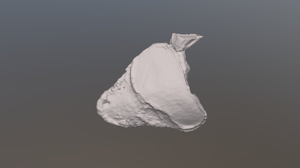 Dayton Society of Natural History - A 3D model collection by Virtual Curation Lab ...