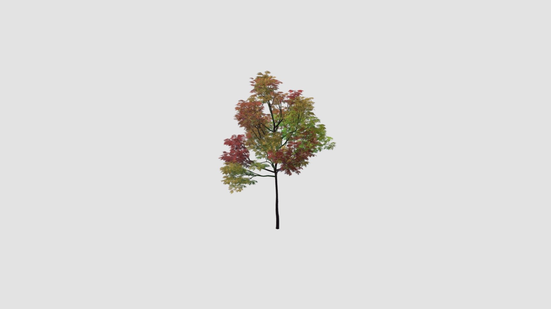 Tree - Buy Royalty Free 3D model by Evermotion [0d5a7e8] - Sketchfab Store