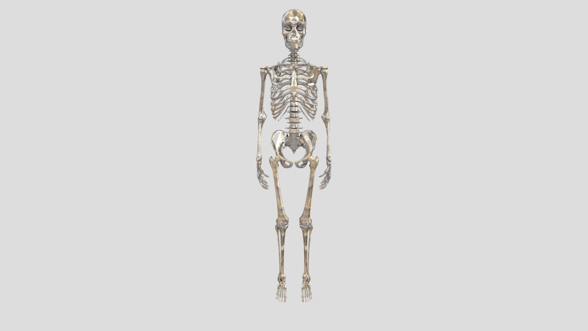 human-skeleton - 3D model by pdunigan [0d60ff3] - Sketchfab