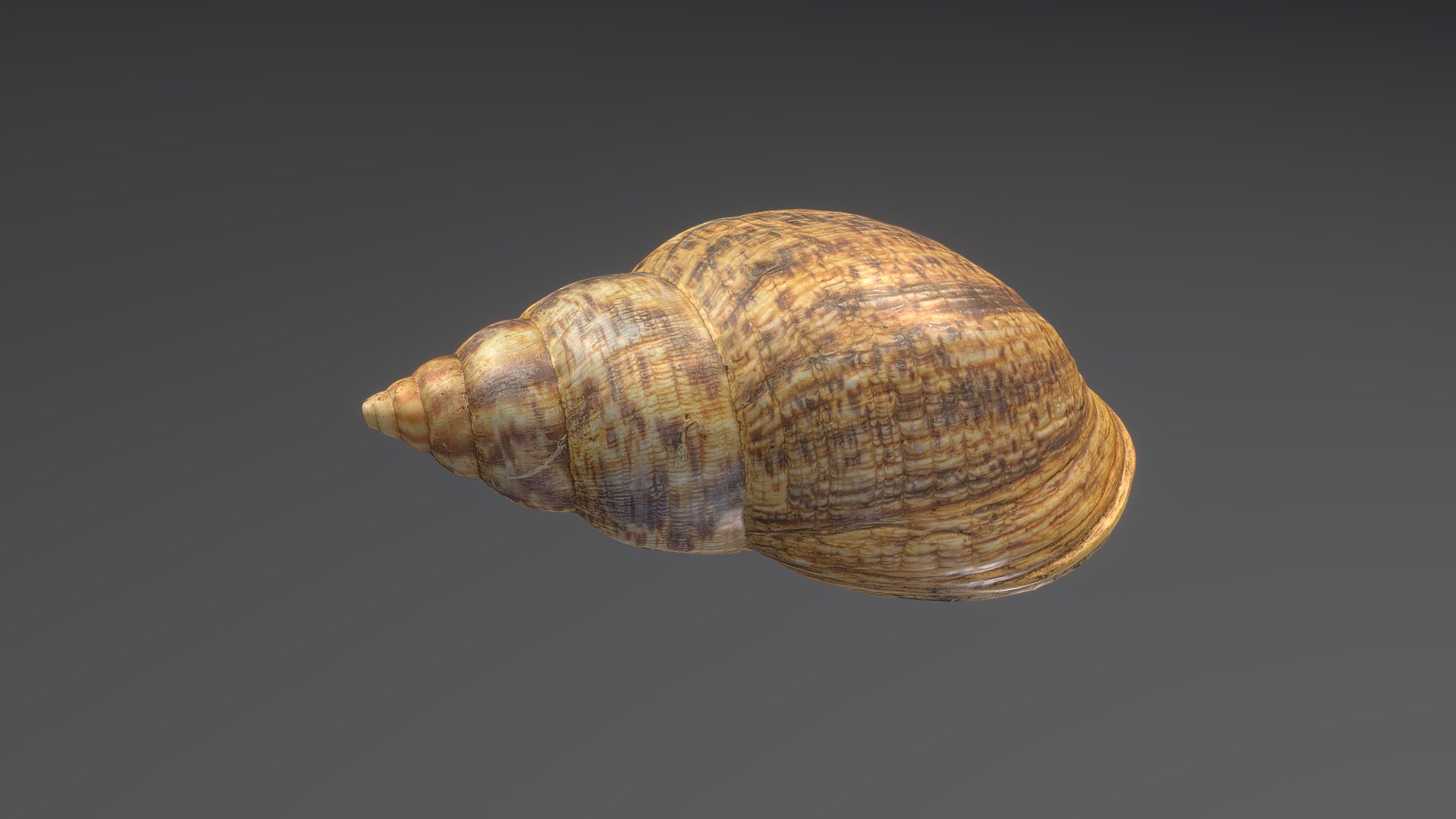 Oblovka žravá – African giant snail shell - Download Free 3D model by ...