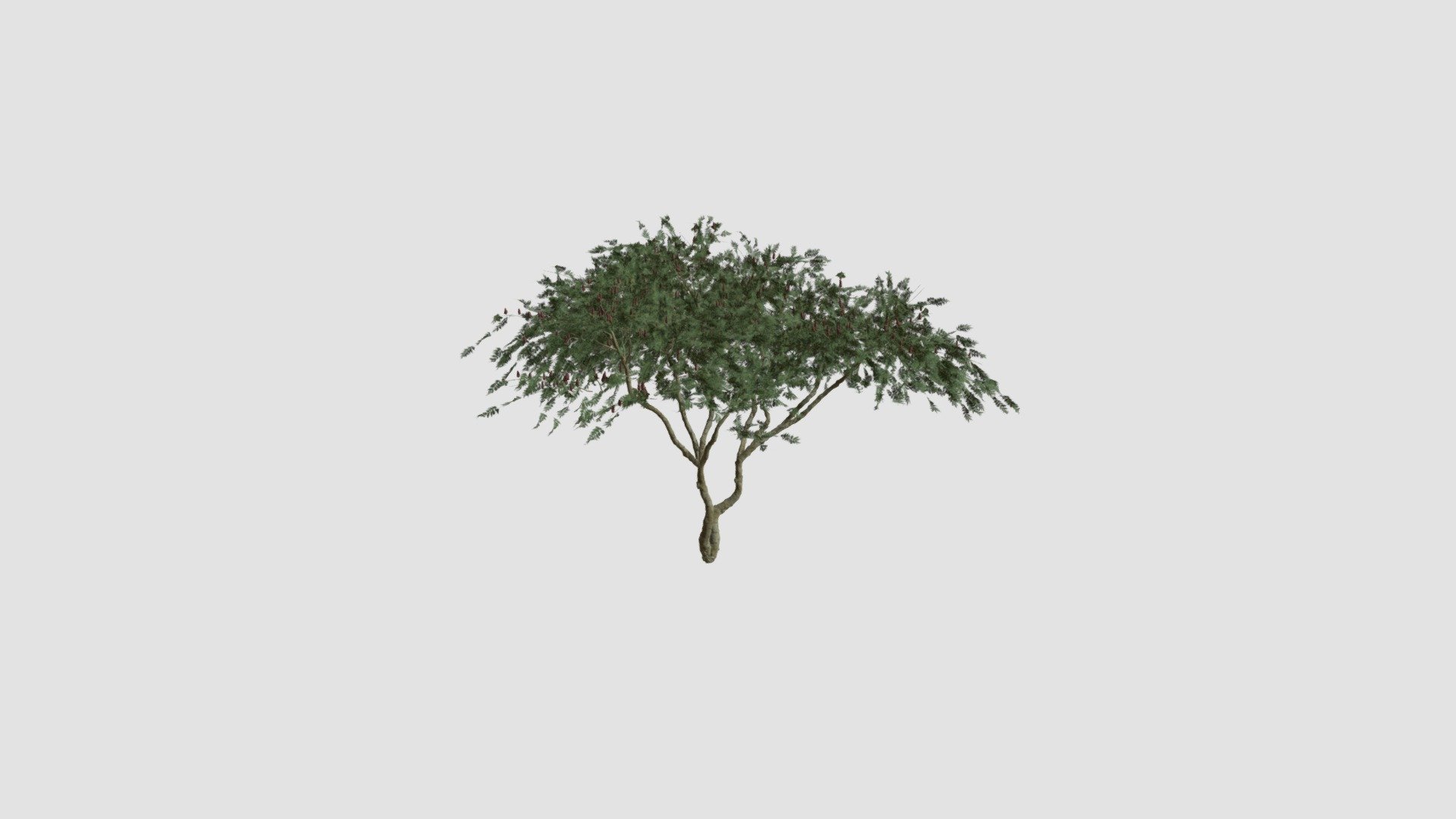 Rhus typhina v - Buy Royalty Free 3D model by Evermotion [0d669ab ...