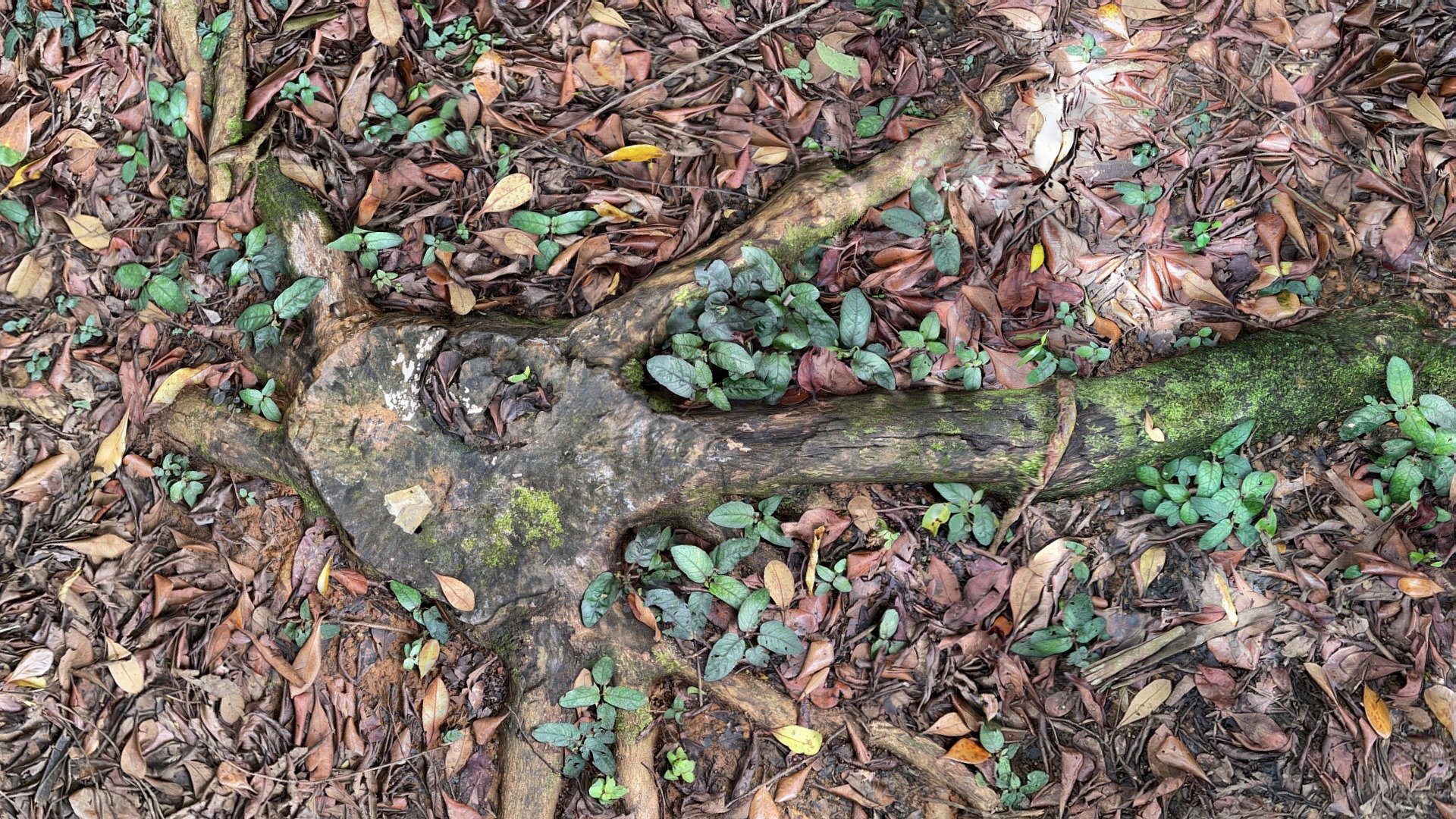 Tropical Rainforest Tree Stump - Download Free 3D model by JFN (@db4 ...