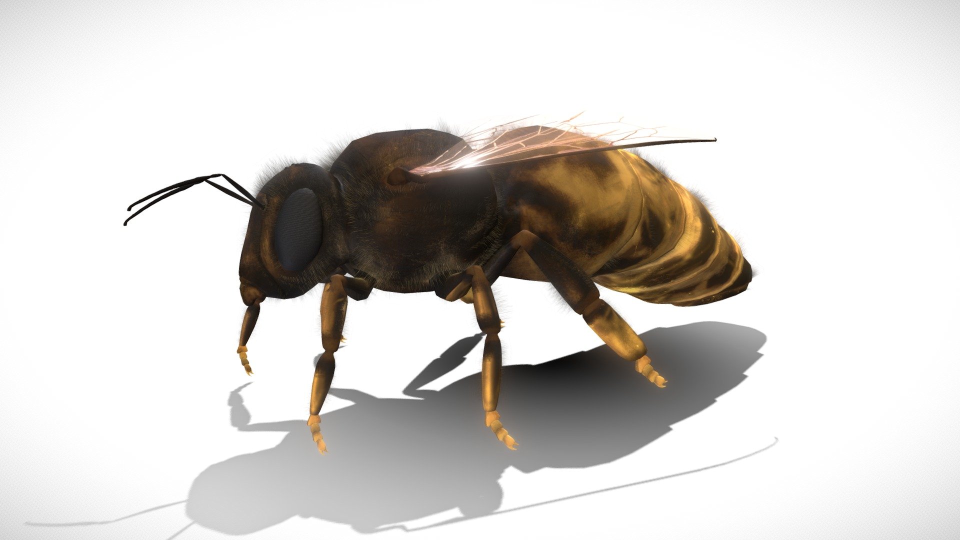 Queen Bee/Królowa matka-pszczela - 3D model by Grodzka Gate - NN ...