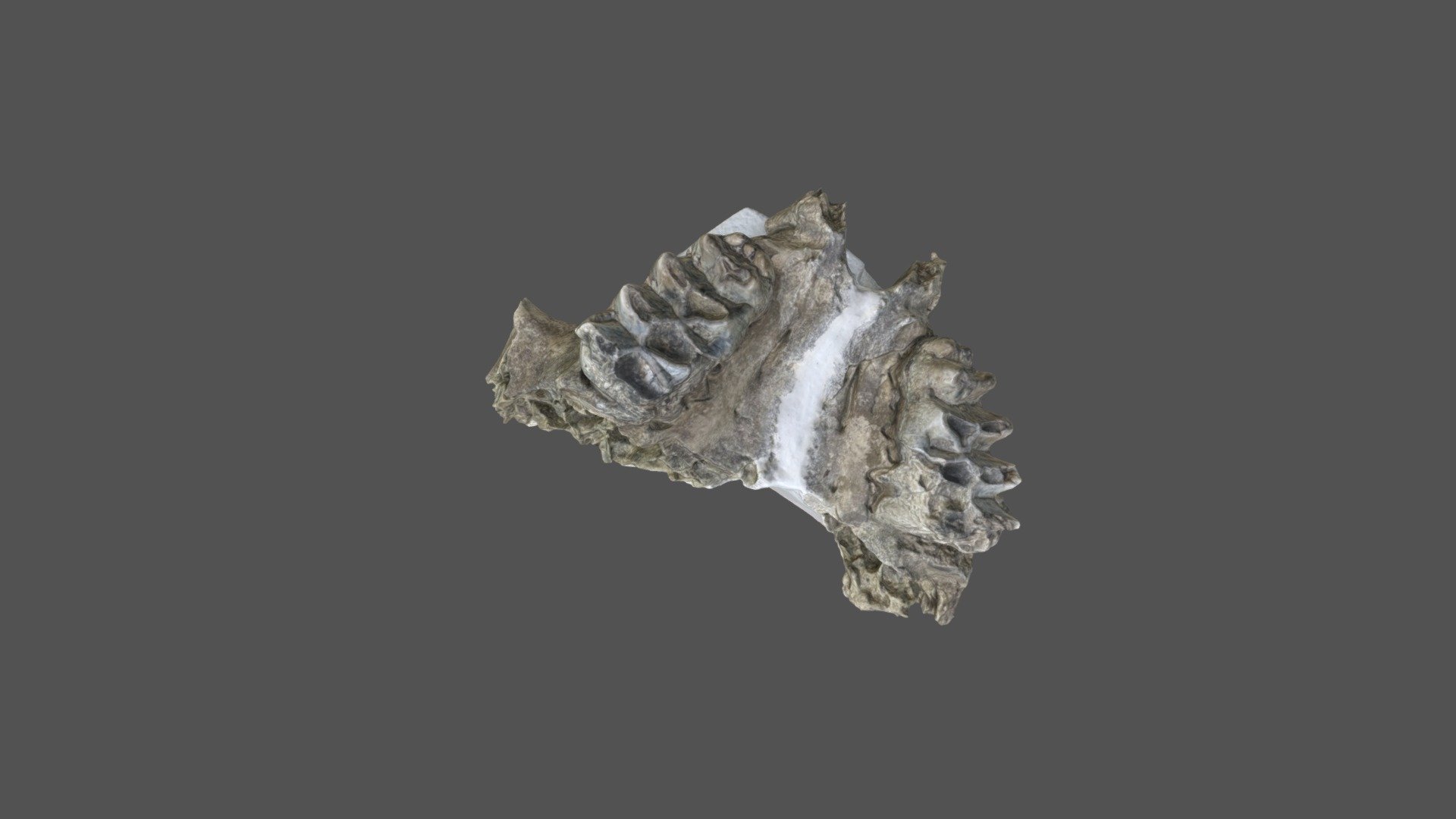LSUMG V-17901 Palate - Download Free 3D model by WesternScienceCenter ...