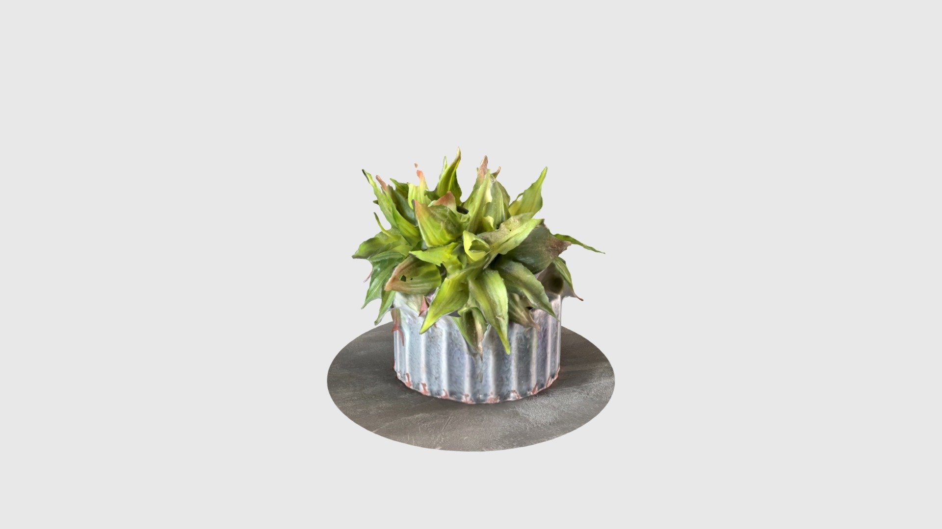 Sylvia plant - Download Free 3D model by Lior.Jirad [0d696ed] - Sketchfab