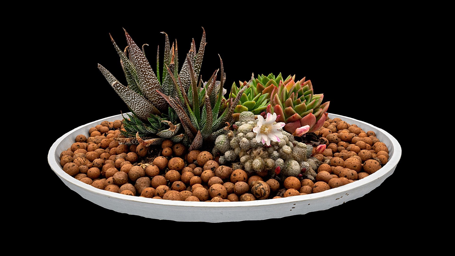 Succulent plants - Buy Royalty Free 3D model by LZCreation (@jmch ...
