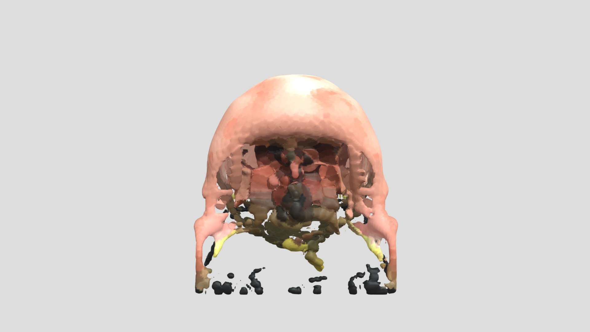 A fleshy bug, it is shaped like a turtle - Download Free 3D model by ...