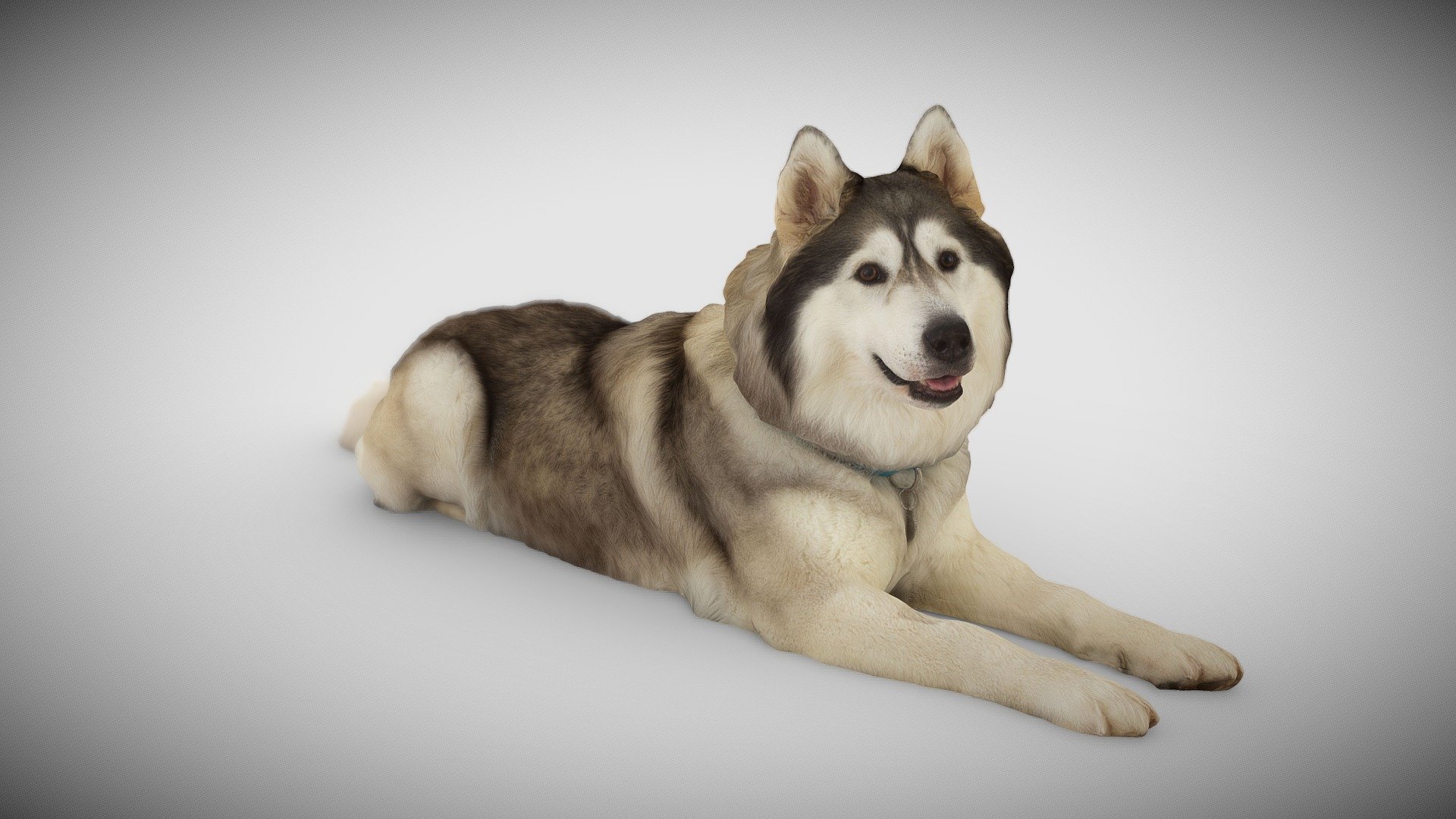 DOG C - 2of3 - Husky - Buy Royalty Free 3D model by Frank.Zwick (@Frank ...