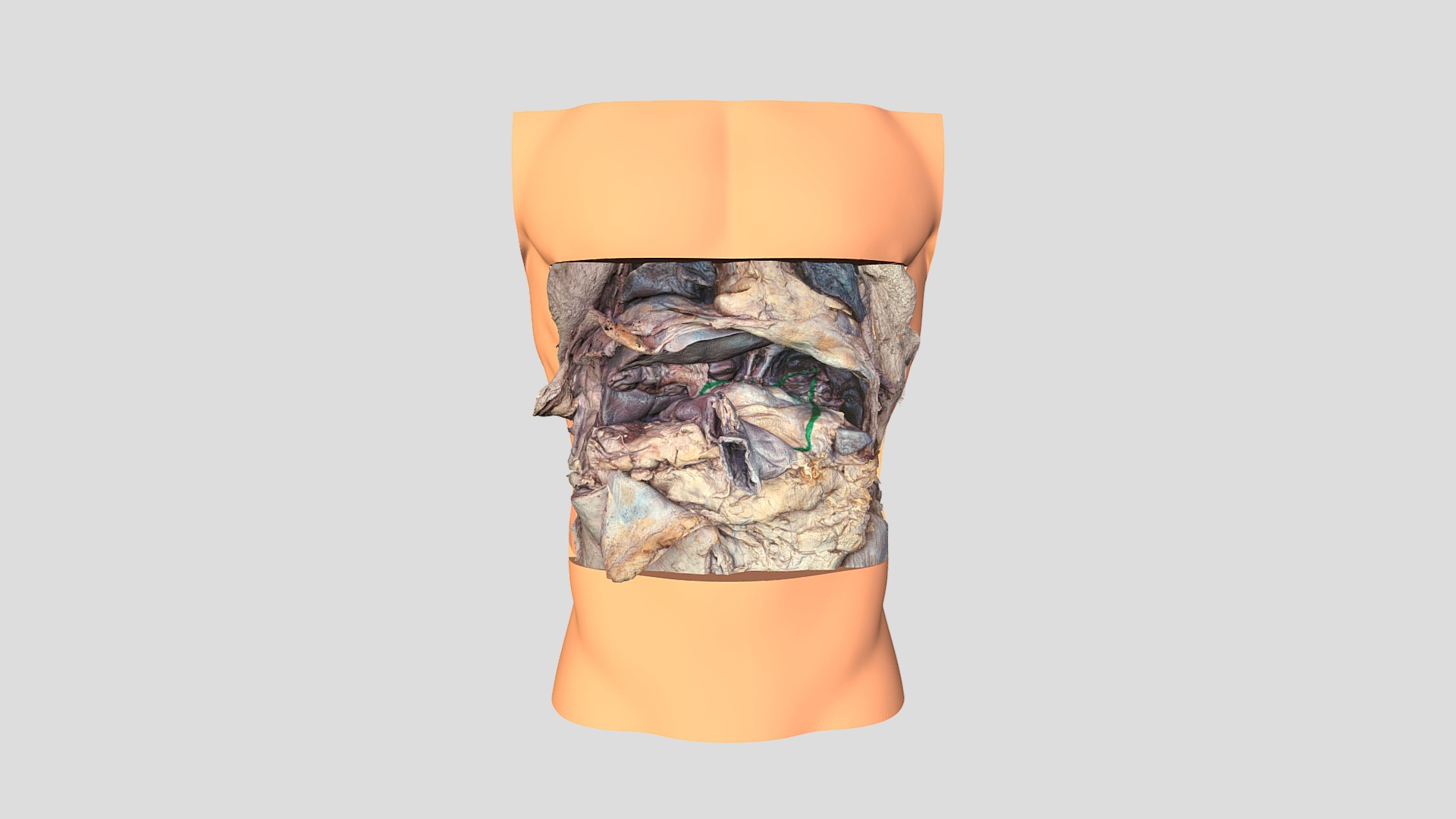 Omental bursa - 3D model by kucharm [0d7a45f] - Sketchfab