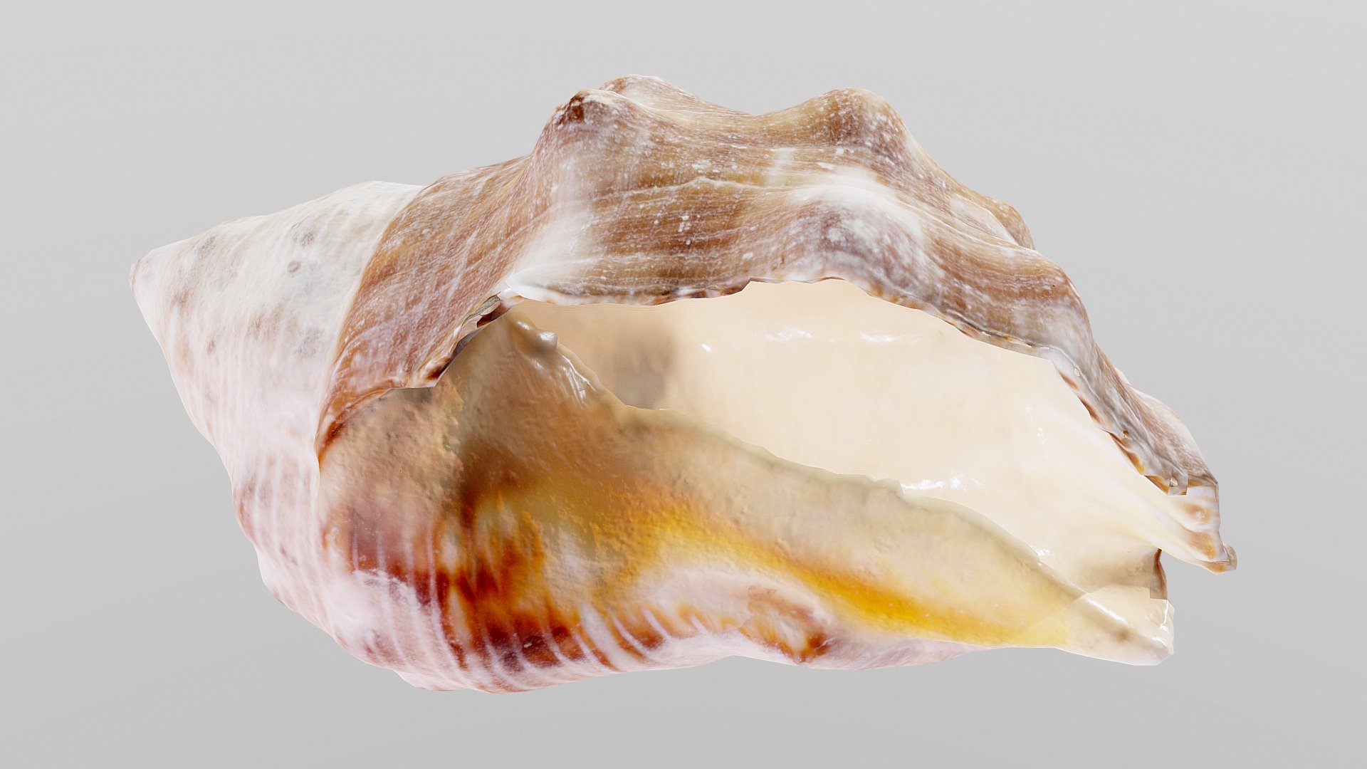 Small Red Mouthed Rock Shell - Buy Royalty Free 3D model by Drakery ...