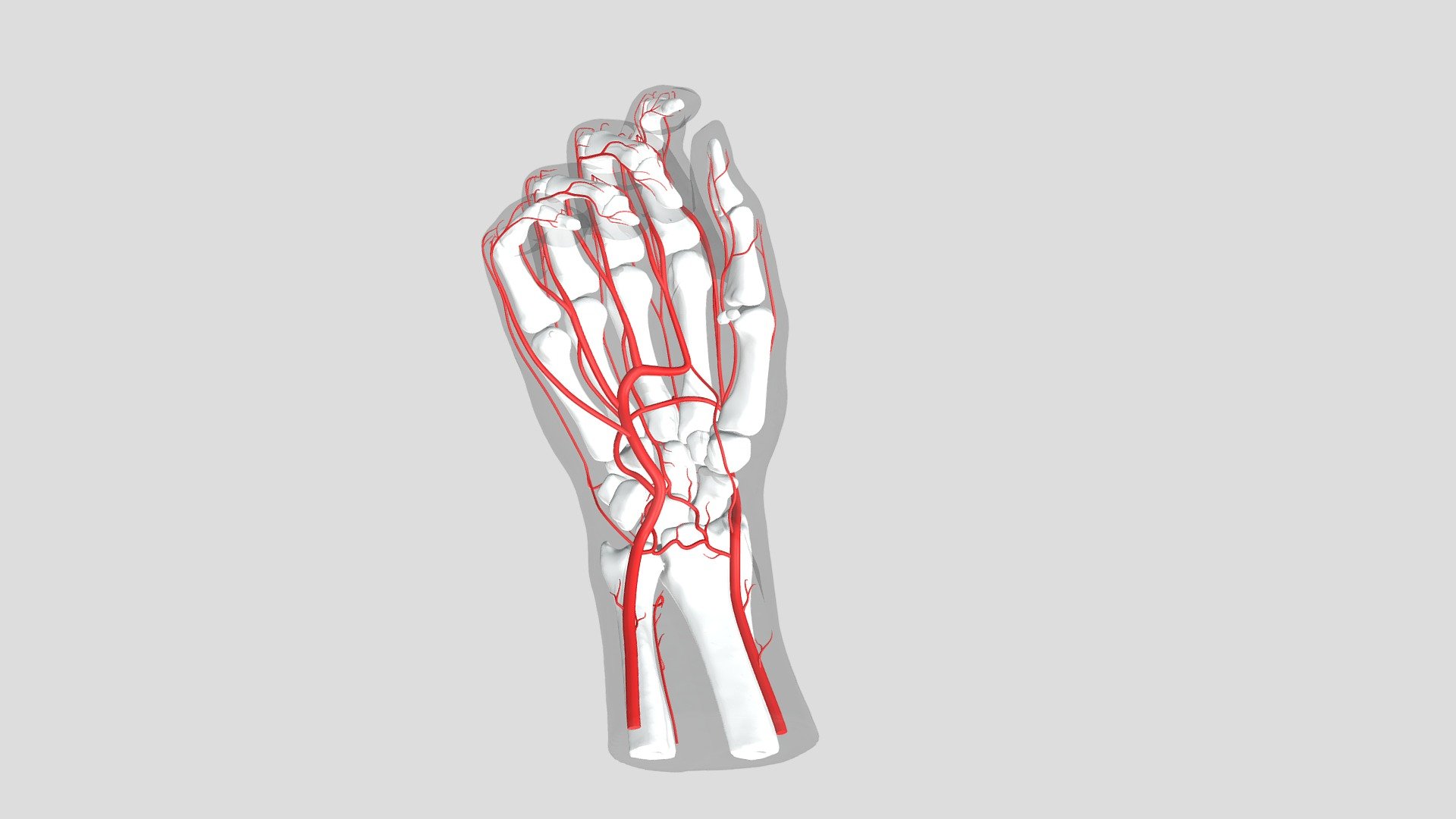 Arteries of hand - 3D model by kucharm [0d7fdc4] - Sketchfab