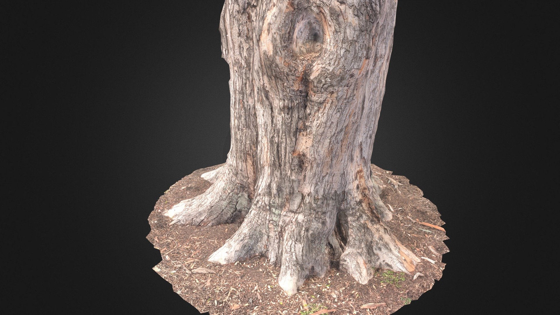 Tree Base (Photogrammetry) - Buy Royalty Free 3D model by Meerschaum ...