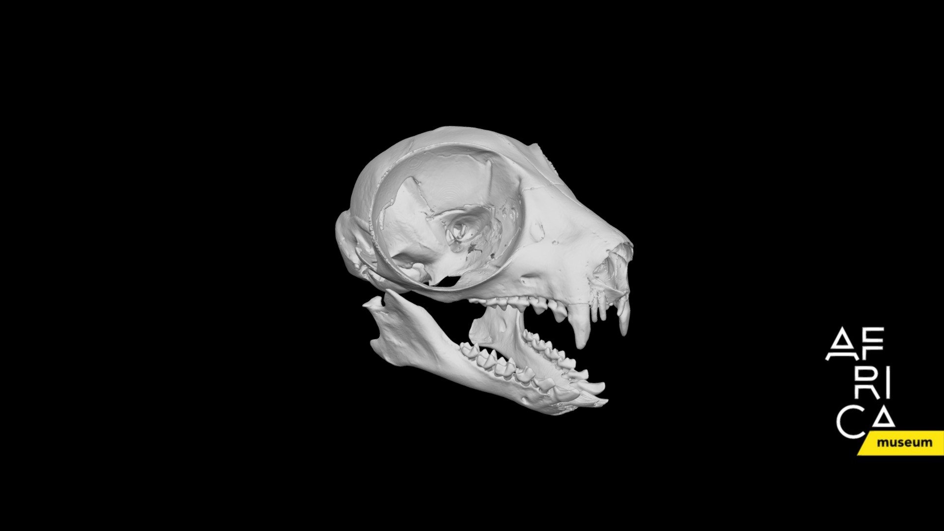 10387 Galago matschiei - 3D model by Royal Museum for Central Africa ...