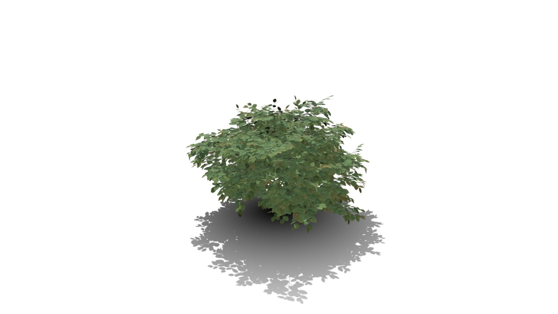 Realistic HD Chinese fringe flower (6/10) - Download Free 3D model by ...