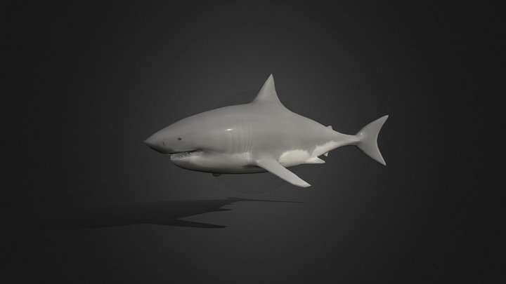 Greatwhite 3D models - Sketchfab