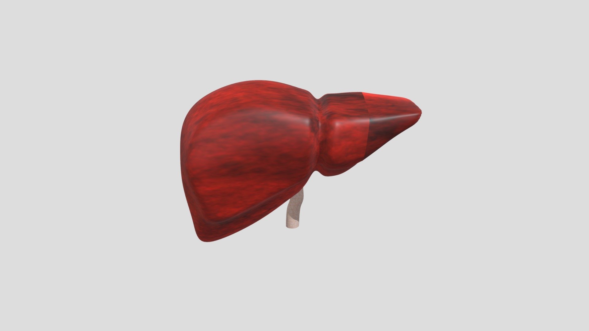 Human Liver - Download Free 3D model by Vikrama Raghuraman ...