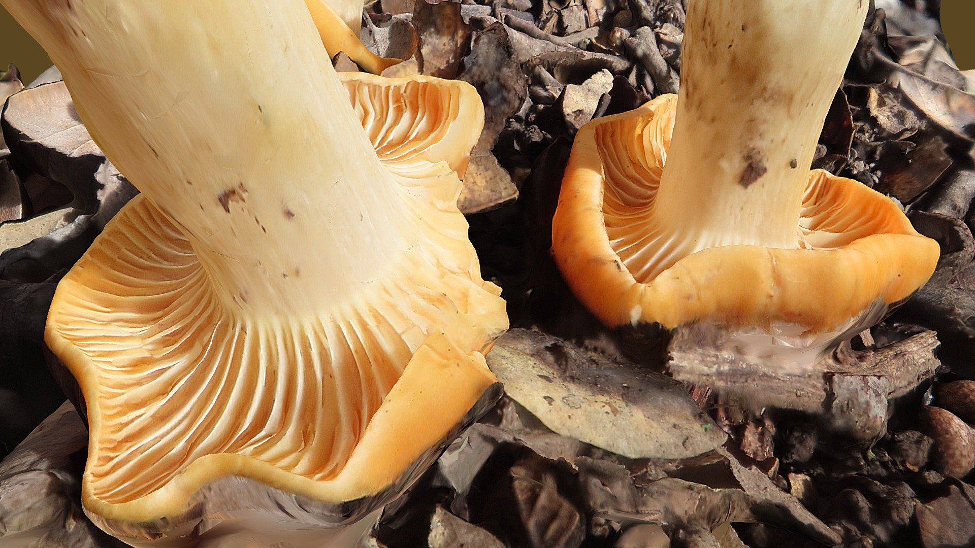 3 Fungi - Buy Royalty Free 3D model by John Toeppen (@toeppen) [0d9b804 ...