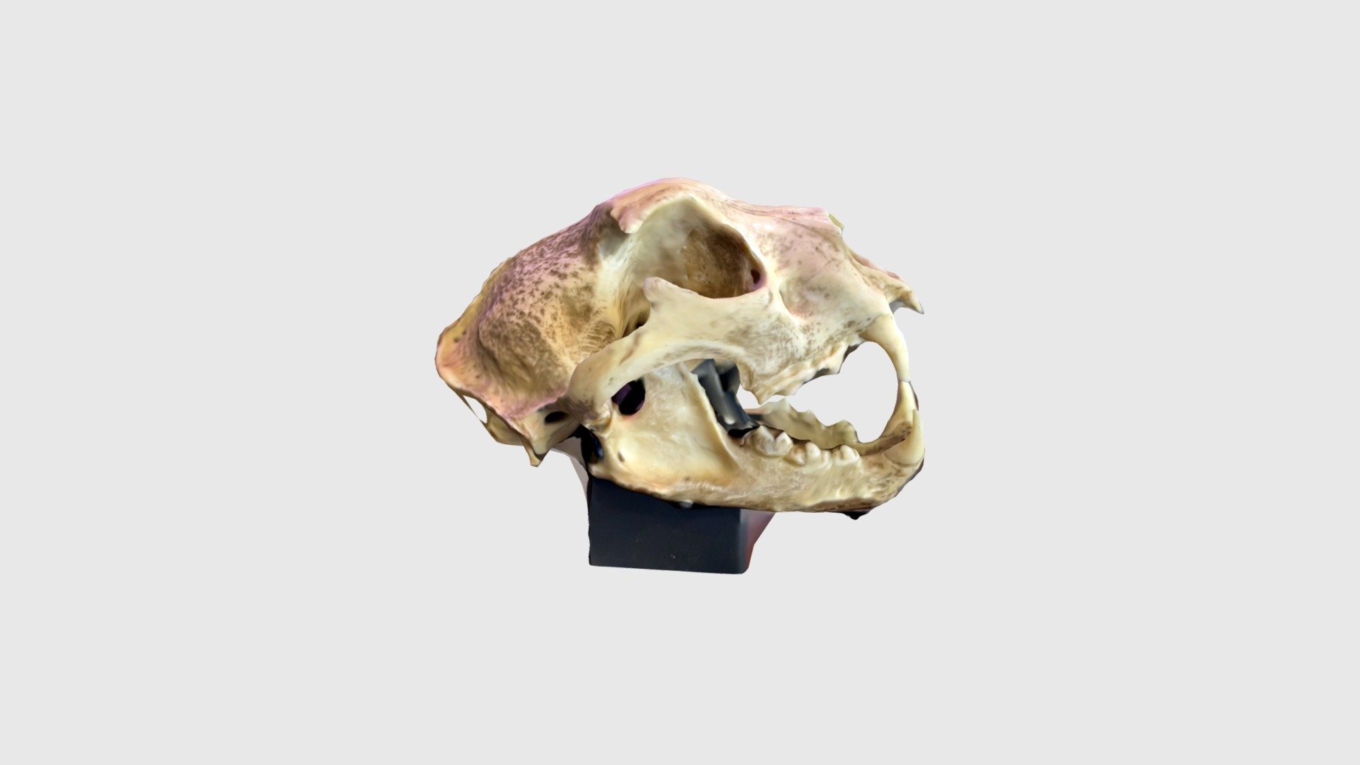 Small saber tooth cat skull - Download Free 3D model by Peter Farell ...