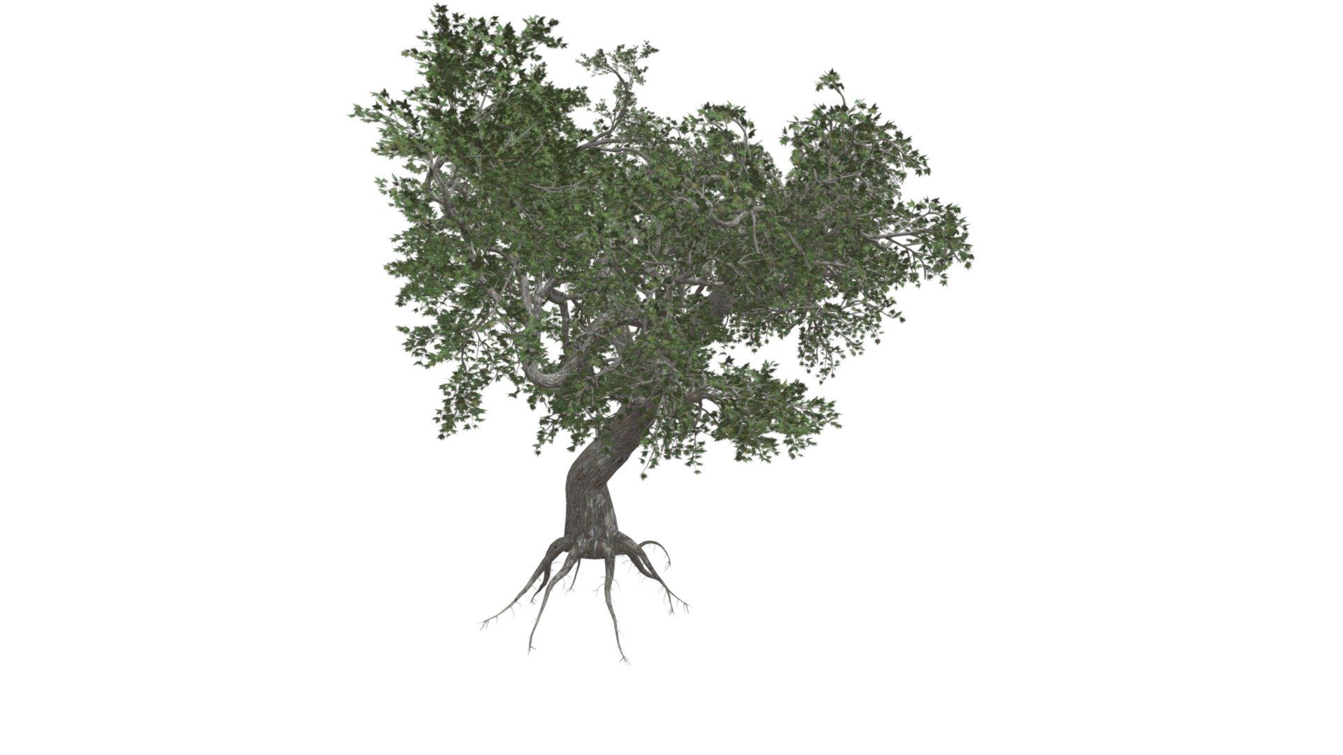 Japanese Maple Tree #08 - Buy Royalty Free 3D model by meshshape ...
