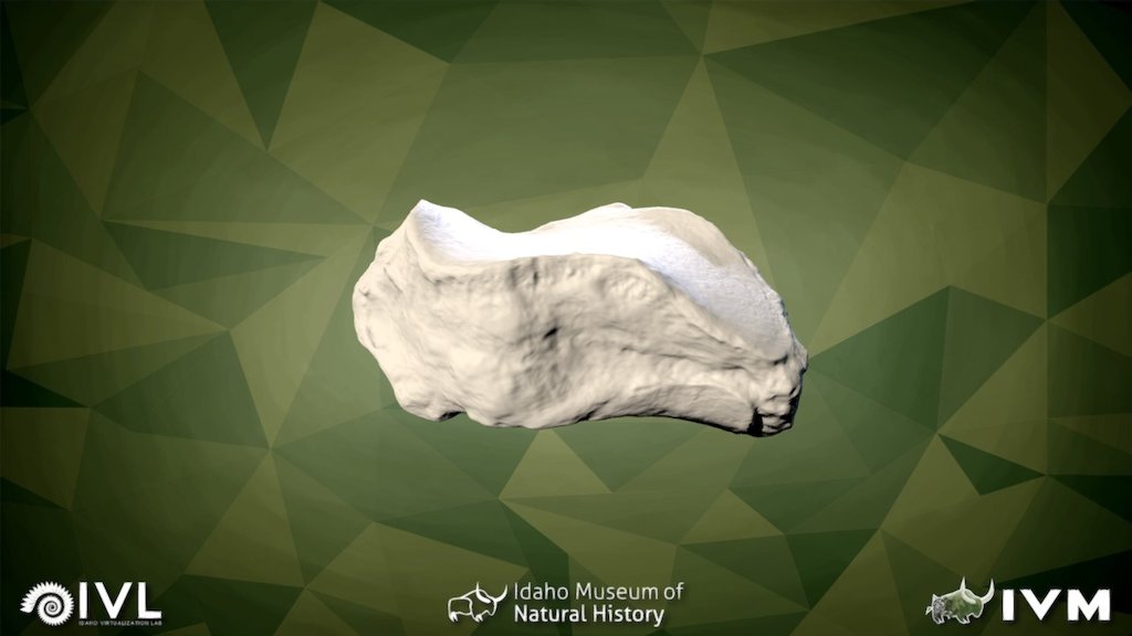 IMNH-75002-27-Left Ectocuneiform - Download Free 3D model by Idaho ...
