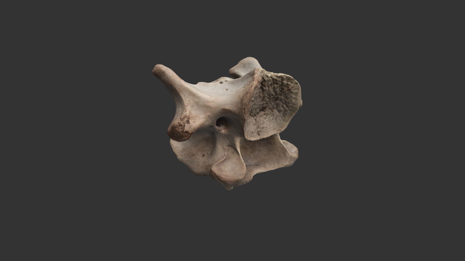 SHEEP VERTEBRA - 3D model by Andras Sandor (@ulmus) [0da7735] - Sketchfab