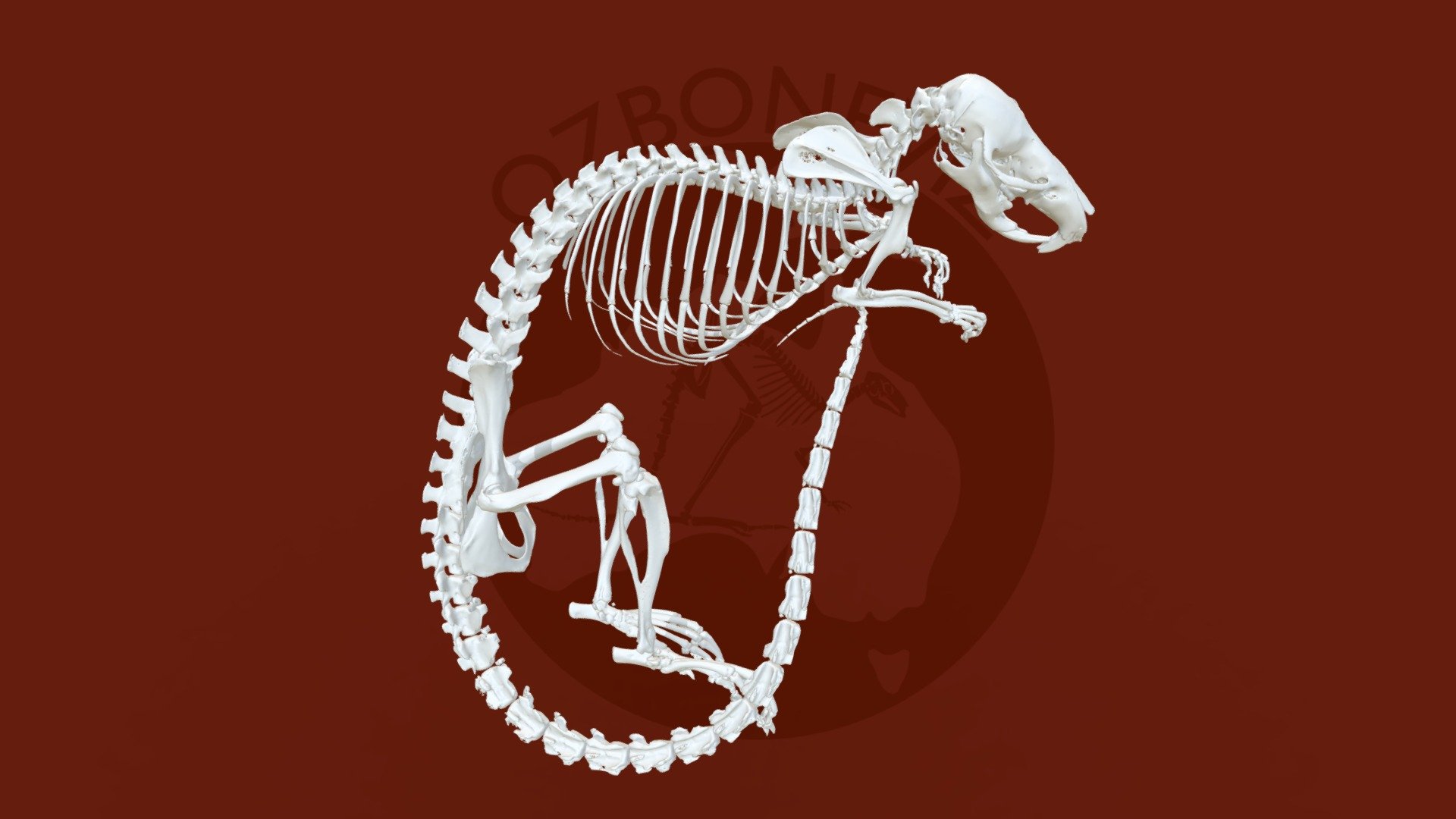Rakali skeleton - 3D model by Ozboneviz [0da7db8] - Sketchfab