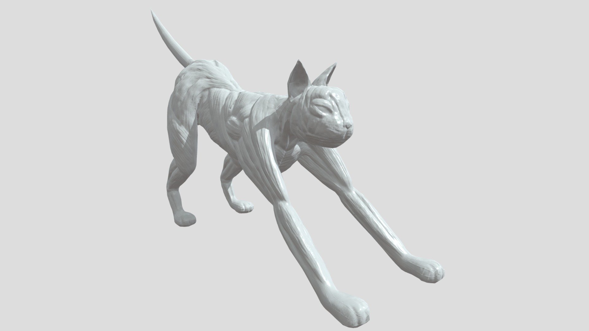 Cat Muscles - 3D model by OsaUgiagbe [0dacce1] - Sketchfab