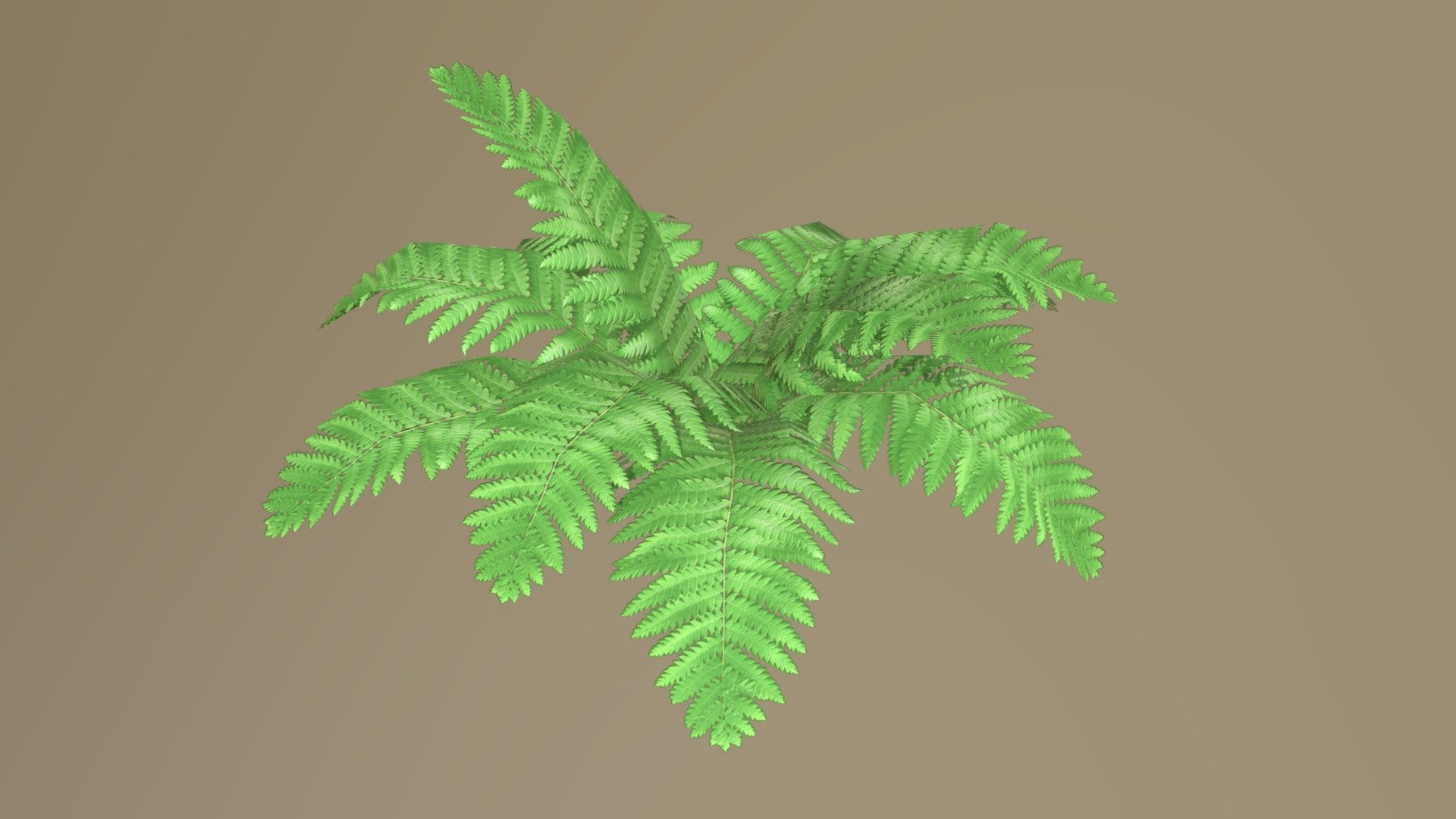 Fern 02 - 3D model by sumta [0dae804] - Sketchfab